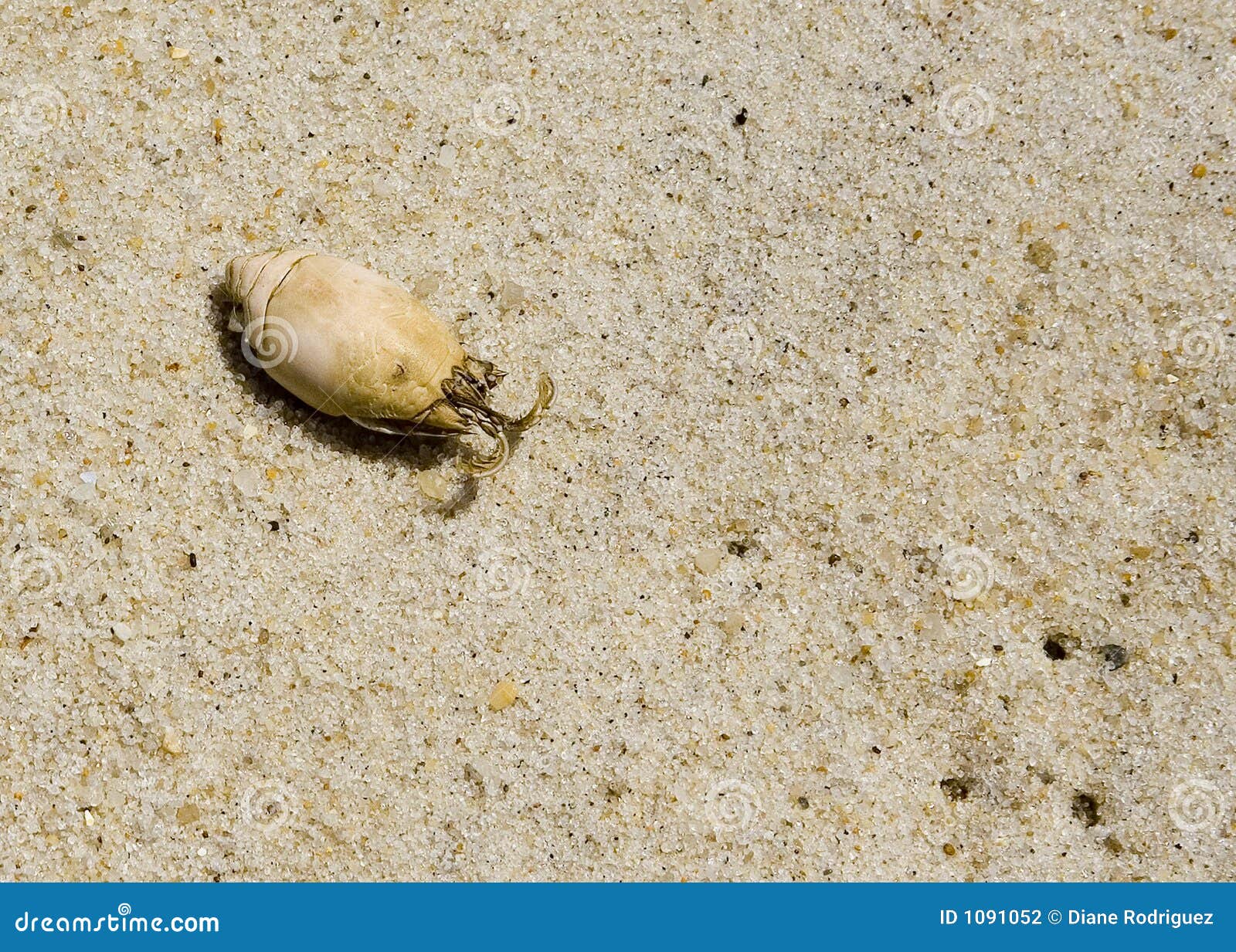 Mole Crab stock photo. Image of burrows, brown, small - 1091052