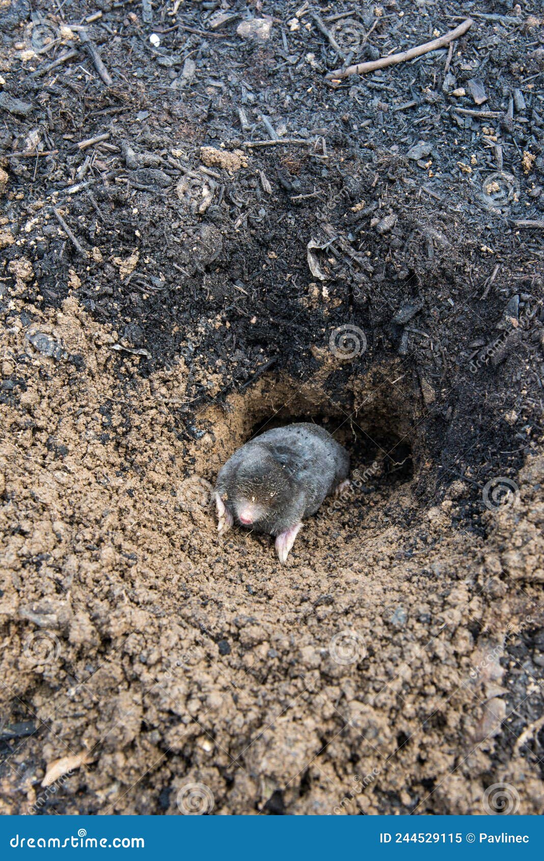 Mole Crawling Out of the Tunnel Stock Image - Image of garden ...