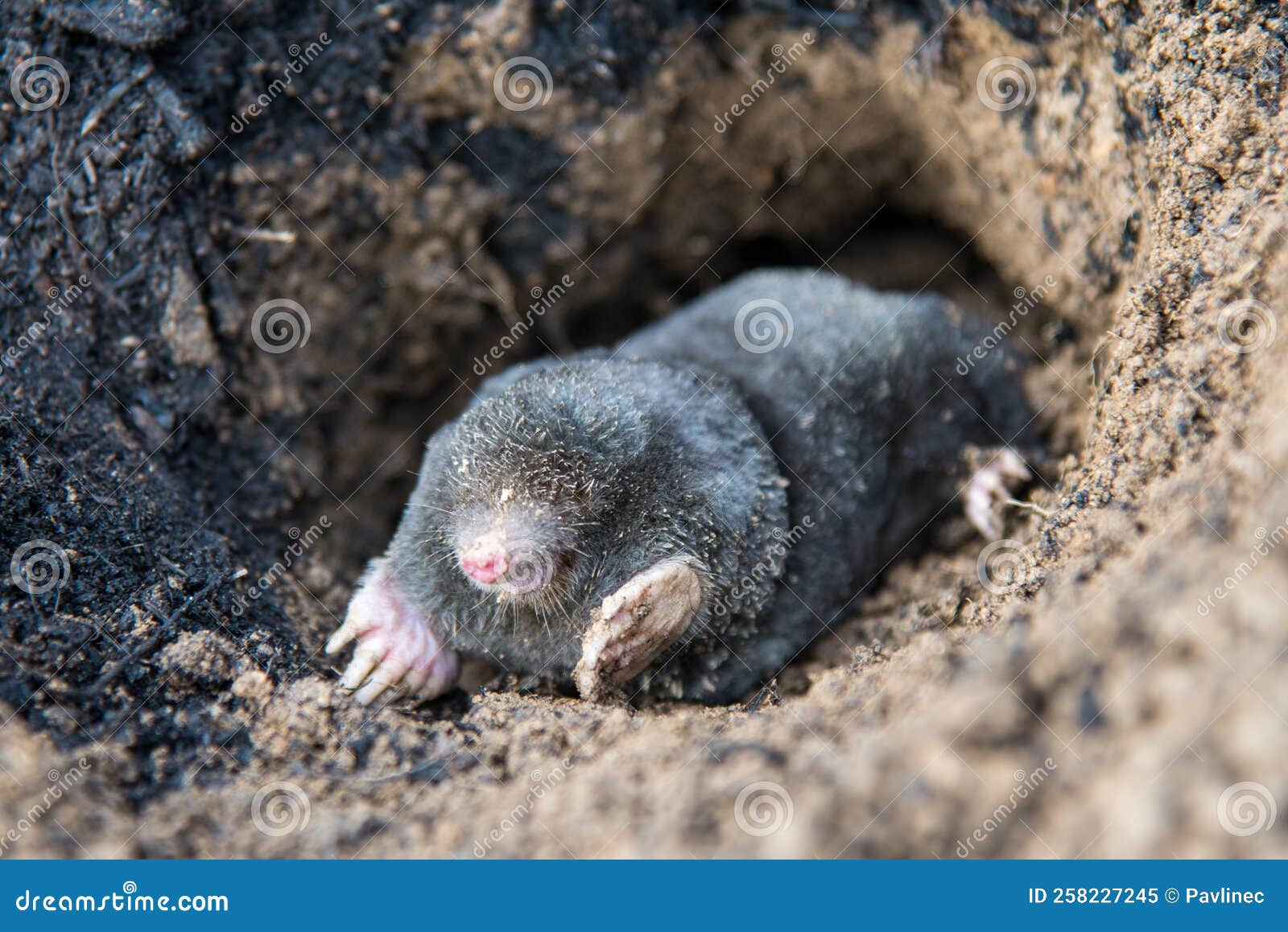 Mole Crawling Out of the Tunnel Stock Image - Image of emerging, claw ...