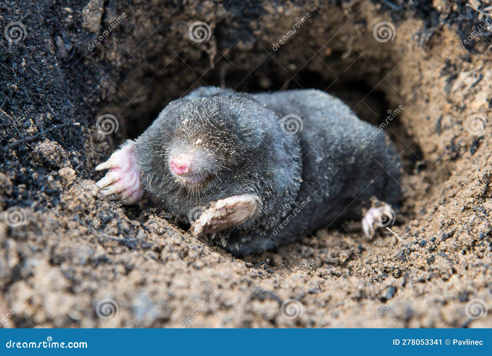 Mole Crawling Out of the Tunnel Stock Image - Image of outdoors ...