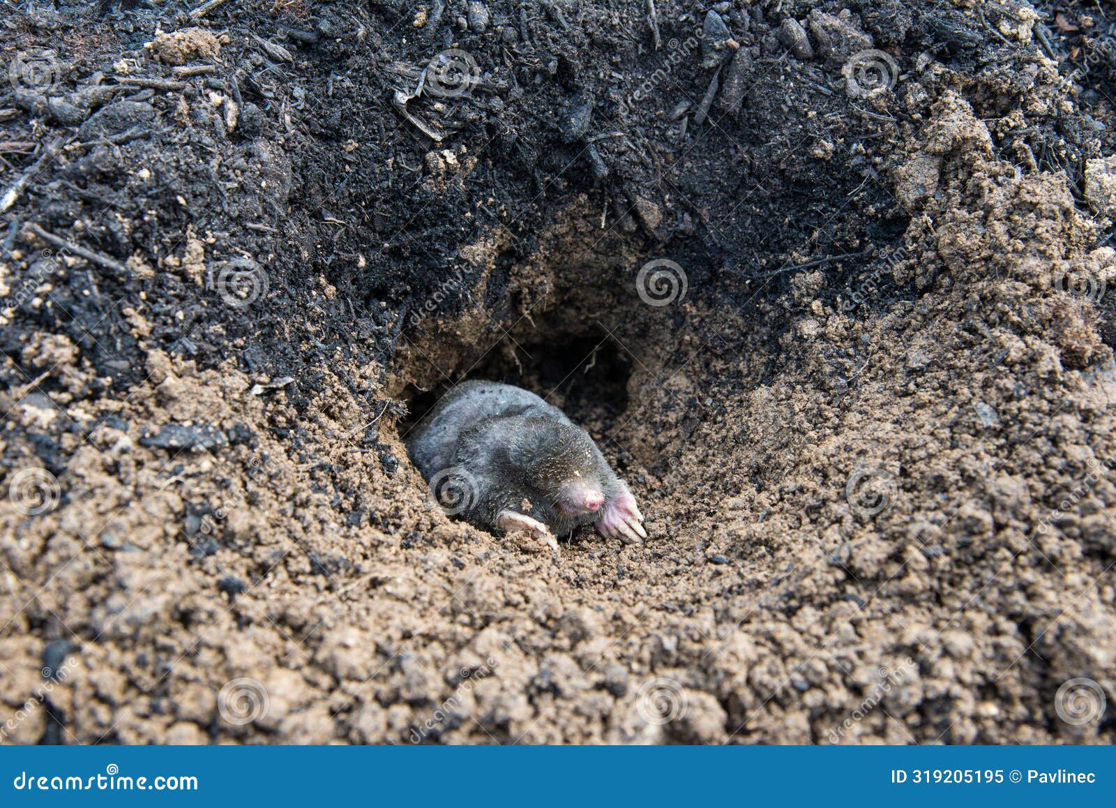 Mole Crawling Out of the Tunnel Stock Image - Image of mammal, emerging ...