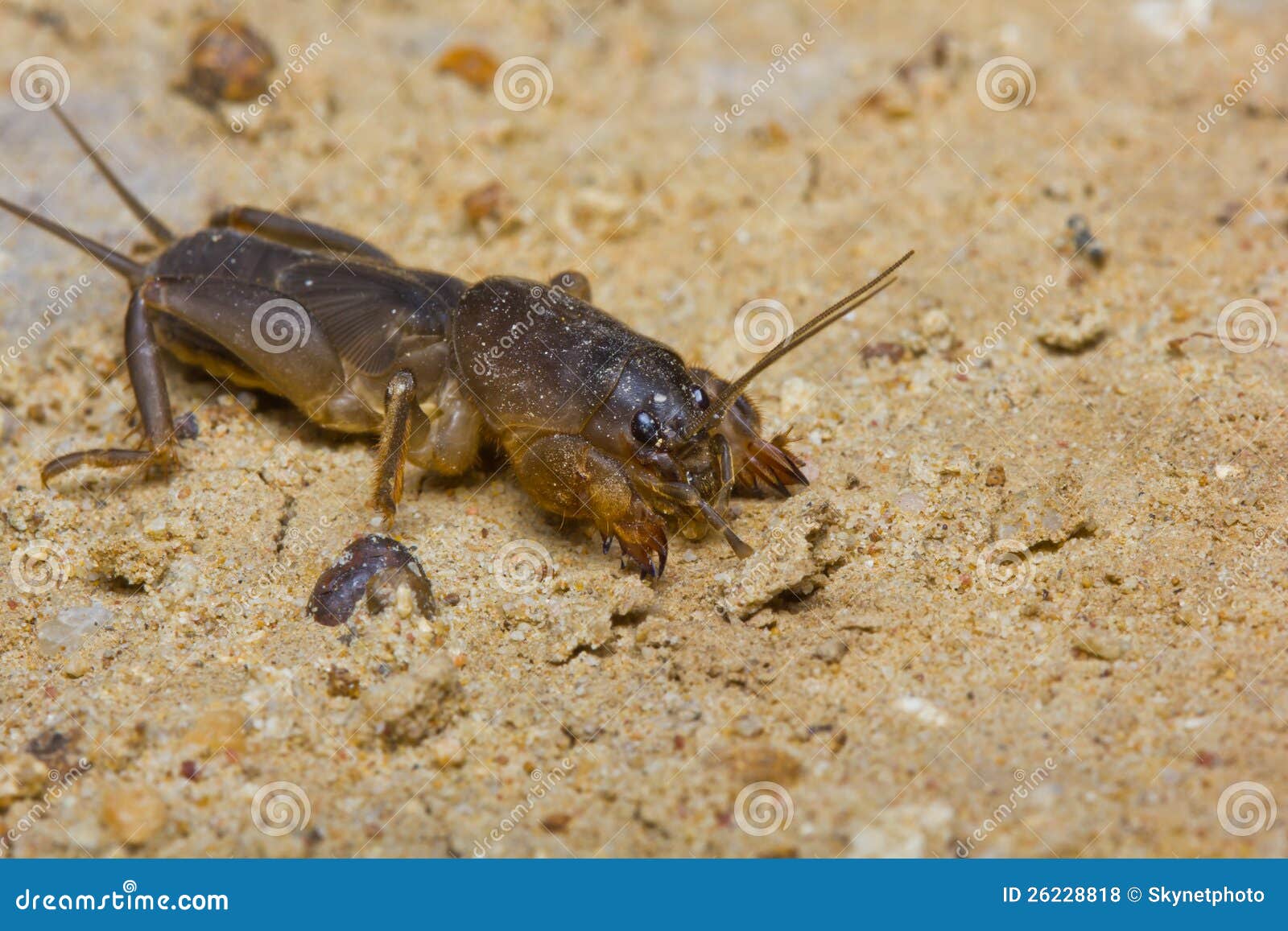 Mole Cricket stock photo. Image of nature, orthoptera - 26228818