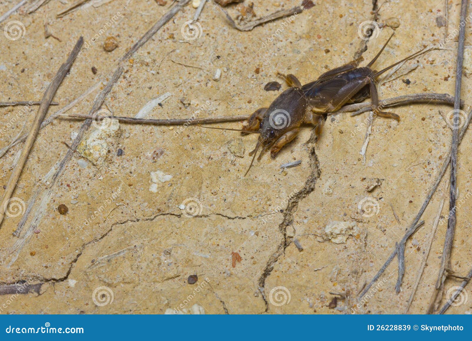Mole Cricket stock image. Image of macro, creature, close - 26228839