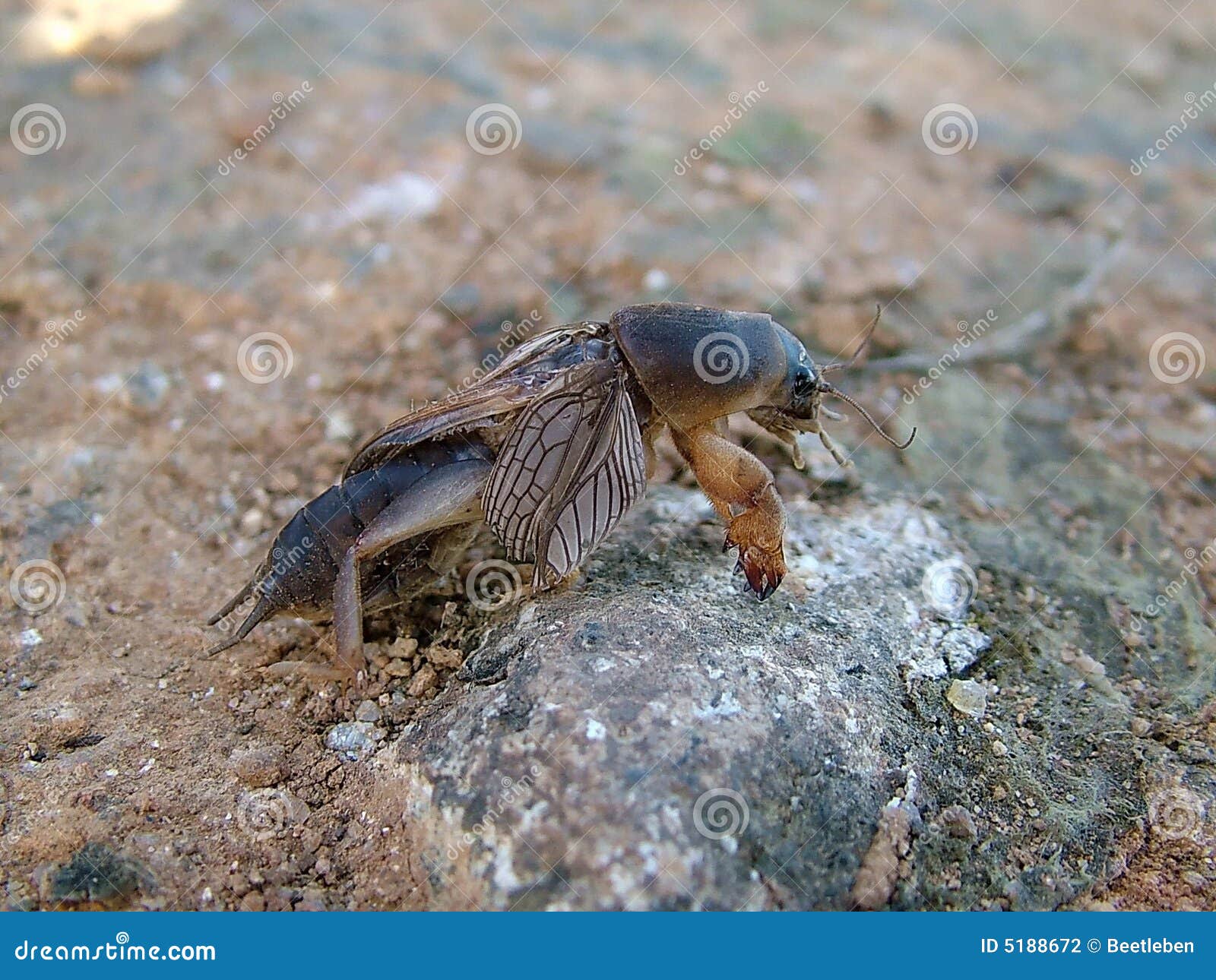 Mole cricket stock photo. Image of foot, nature, close - 5188672