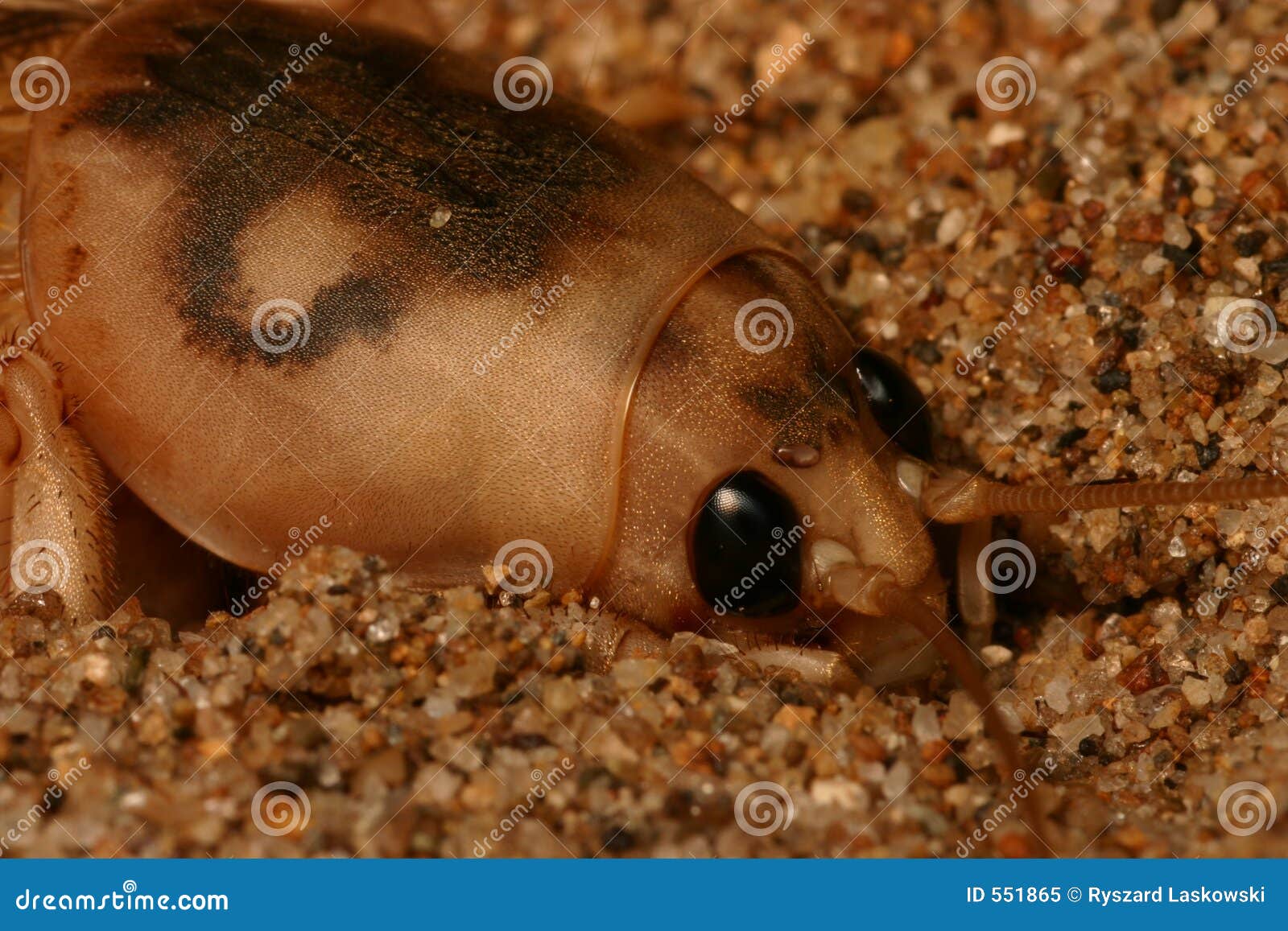 Mole Cricket Picture. Image: 551865