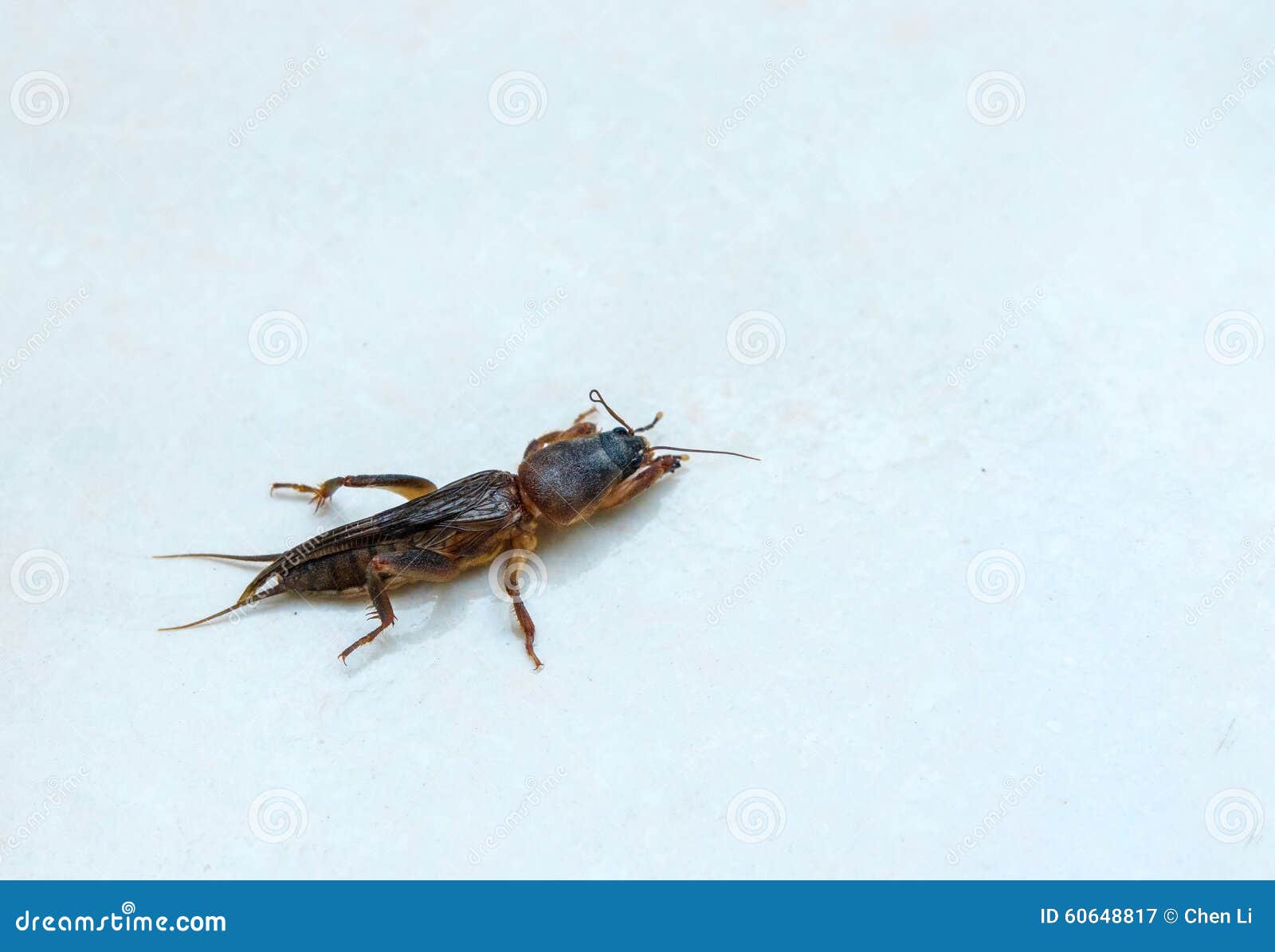 Mole cricket stock image. Image of small, dirt, life - 60648817