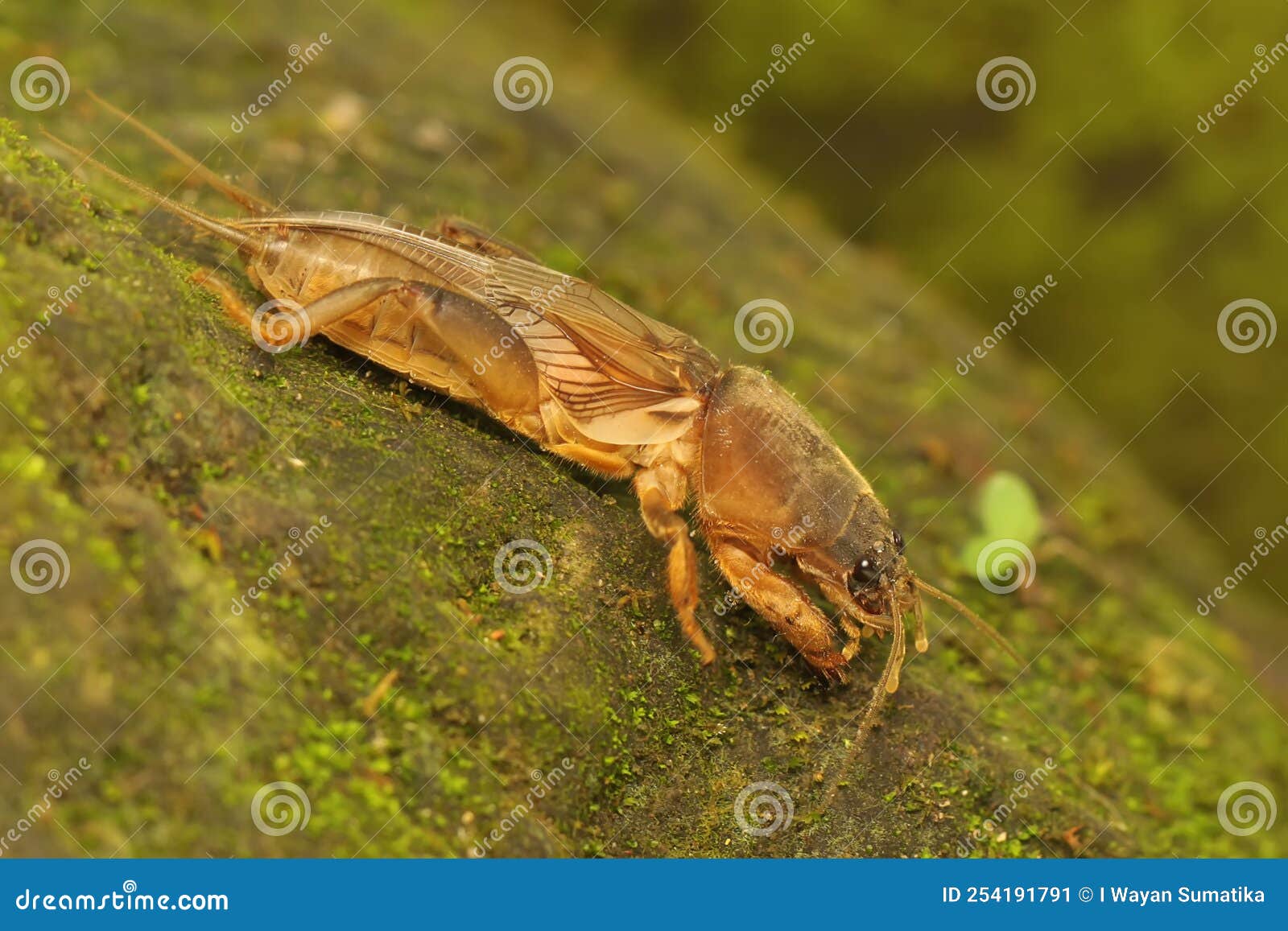 A Mole Cricket is Digging a Moss-covered Ground. Stock Image - Image of ...