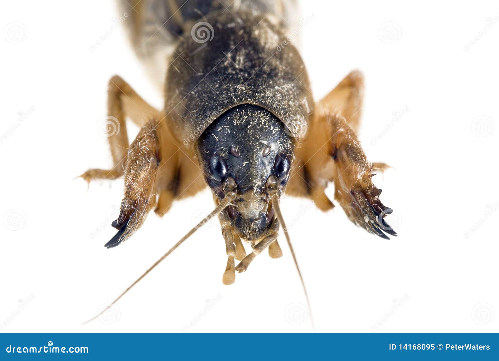 Mole Cricket, Gryllotalpa Australis Stock Image - Image of cricket ...