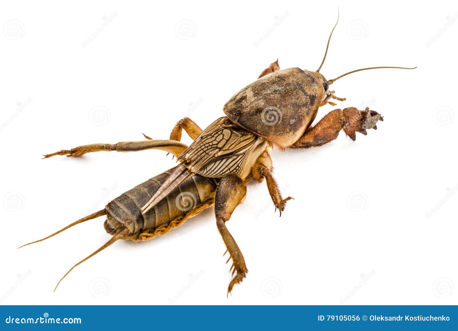 Mole Cricket (Gryllotalpidae) Isolated on White Background Stock Photo ...