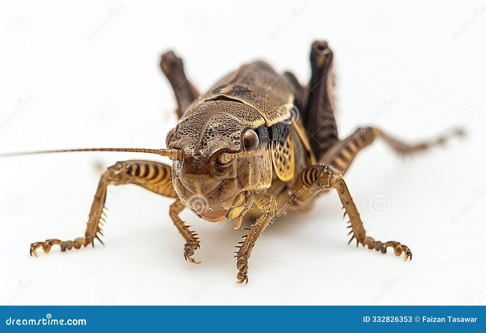 Mole Cricket Insect on Clean White -Generative Ai Stock Illustration ...