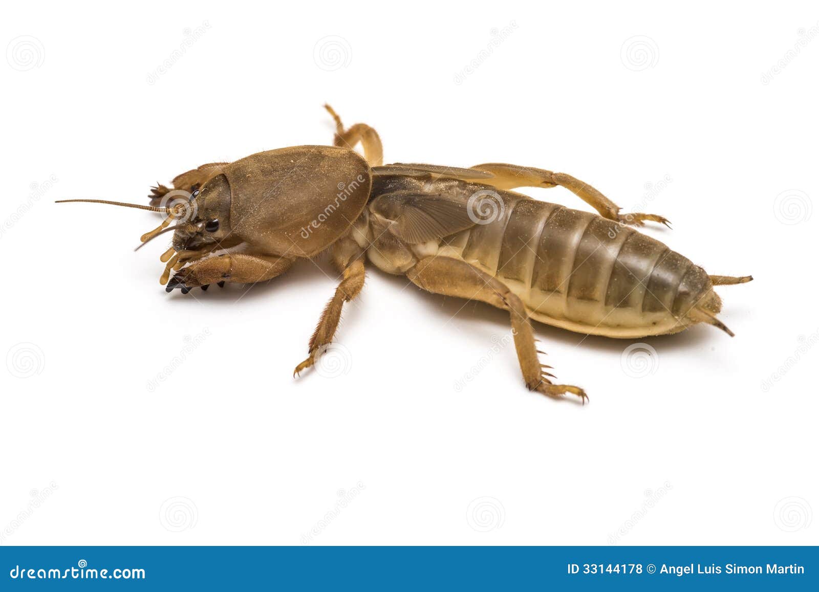 Mole cricket stock photo. Image of head, macro, animal - 33144178