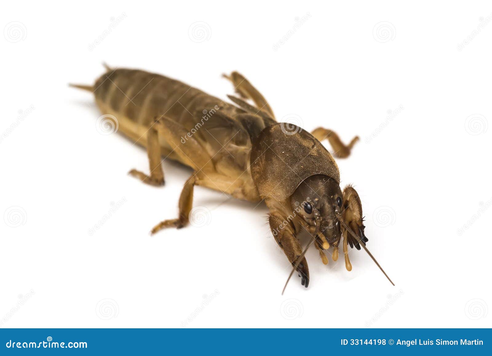 Mole cricket stock photo. Image of invertebrate, monster - 33144198