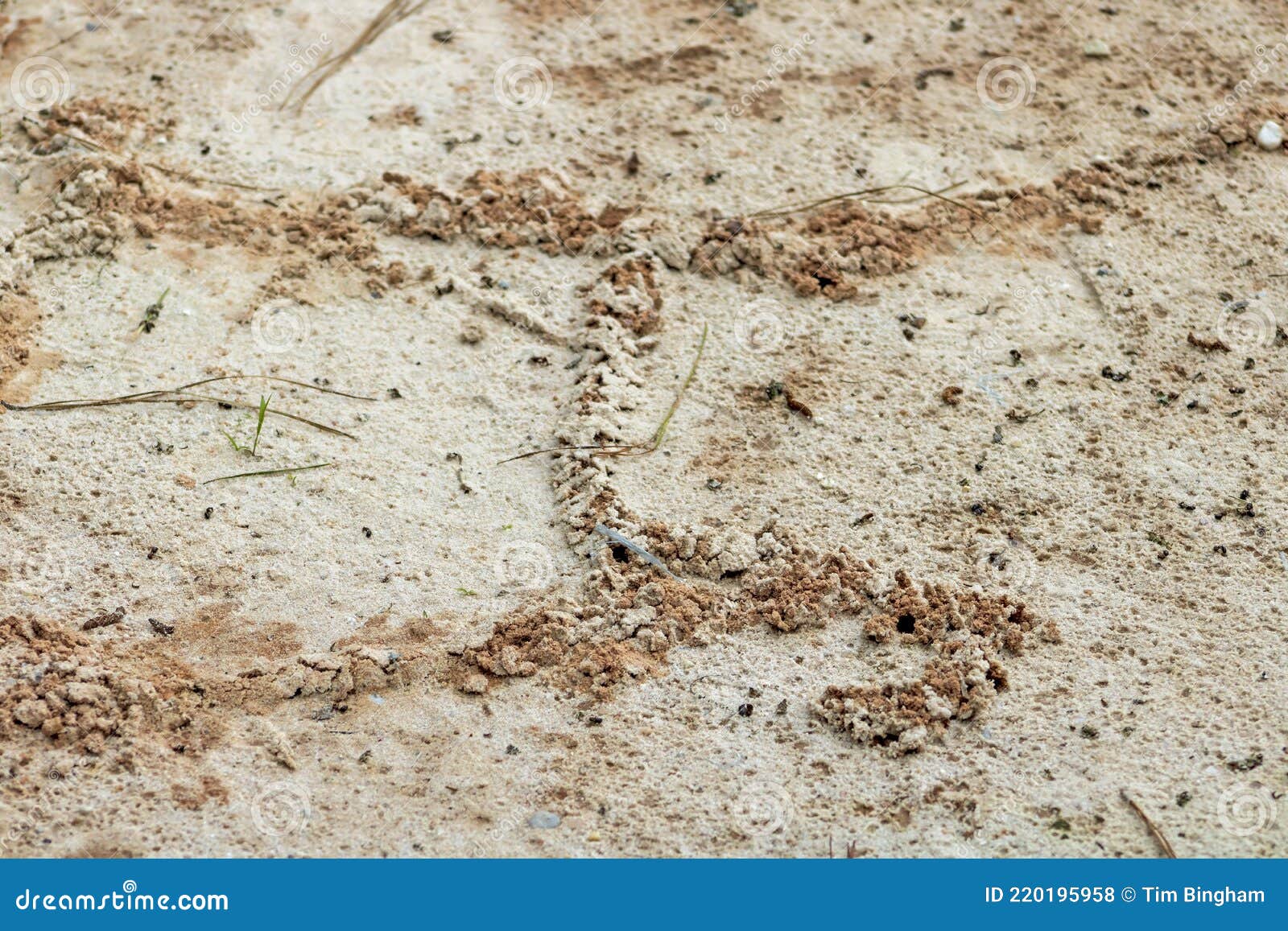 Mole Cricket Tunnels in Sand Stock Photo - Image of arthropoda, insecta ...