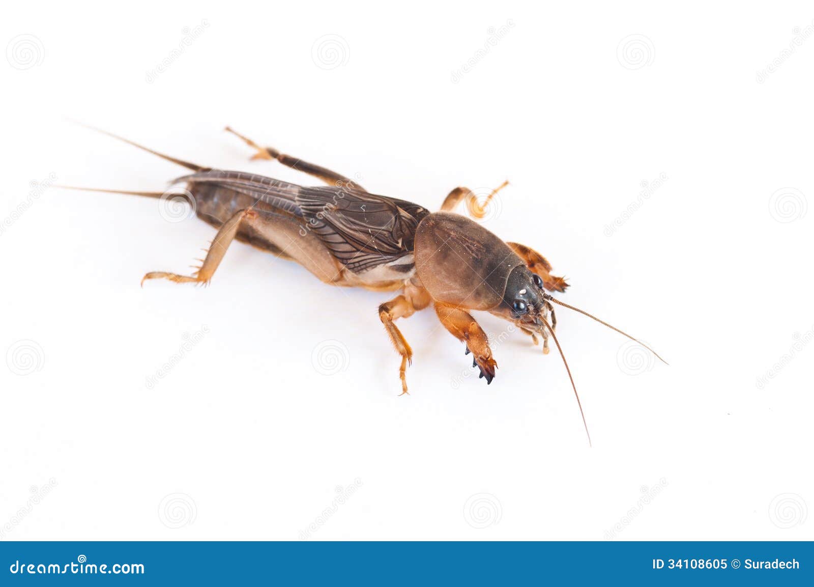 Mole cricket stock image. Image of wings, jaws, borer - 34108605