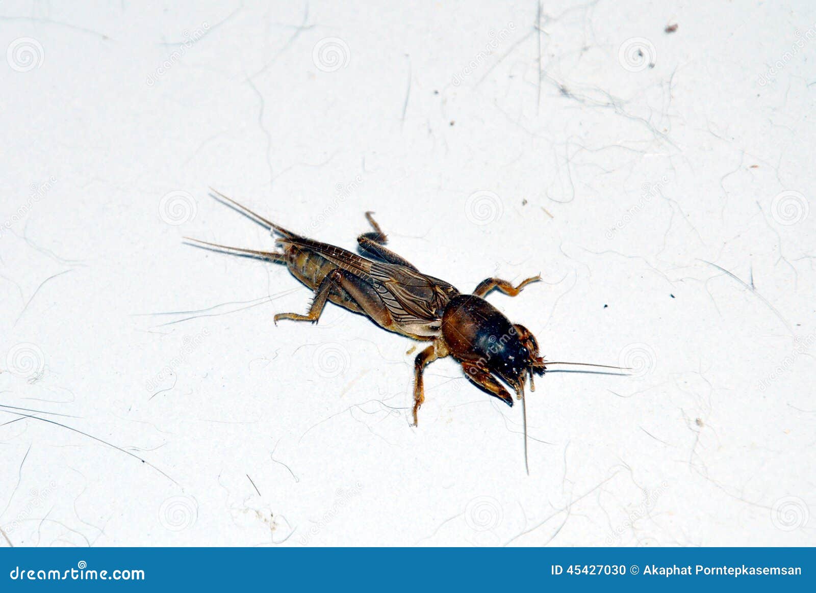 Mole cricket stock photo. Image of food, nature, cricket - 45427030