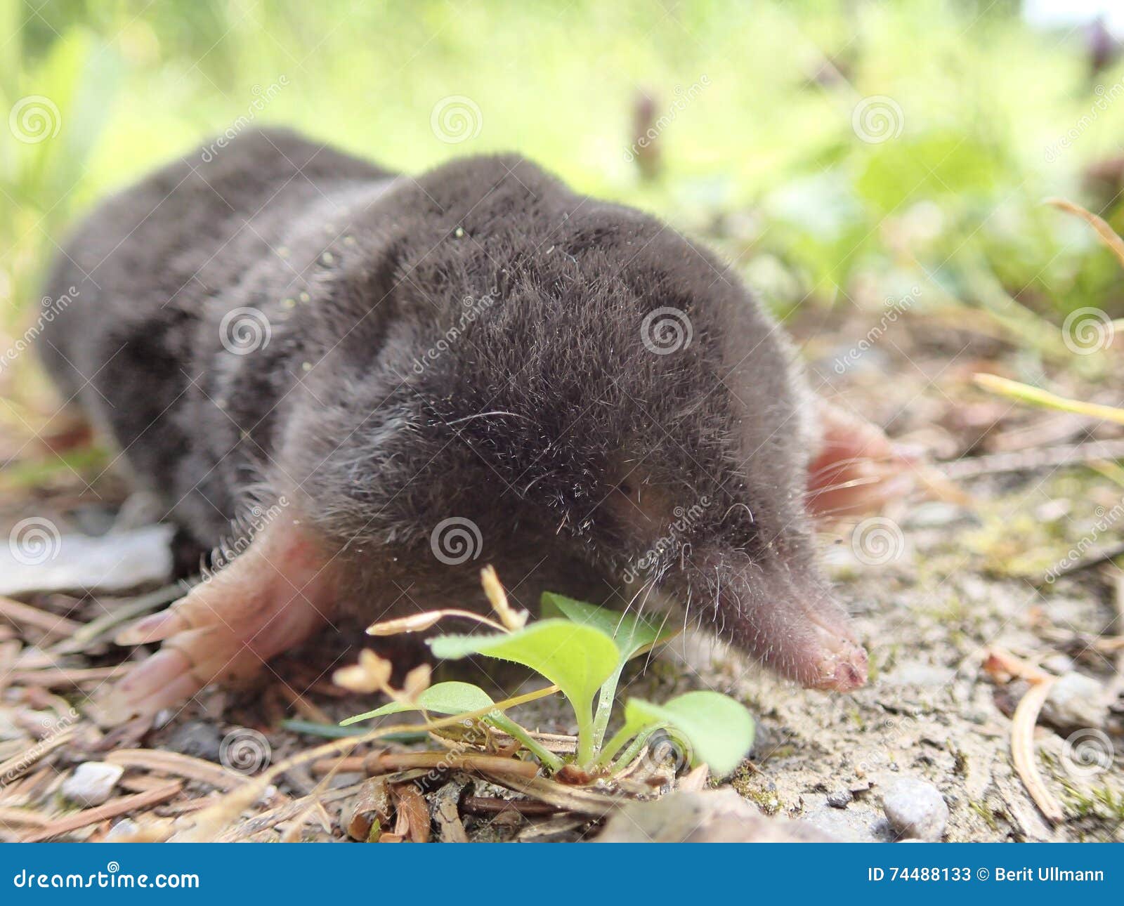 Mole stock image. Image of animal, organism, mole, snout - 74488133