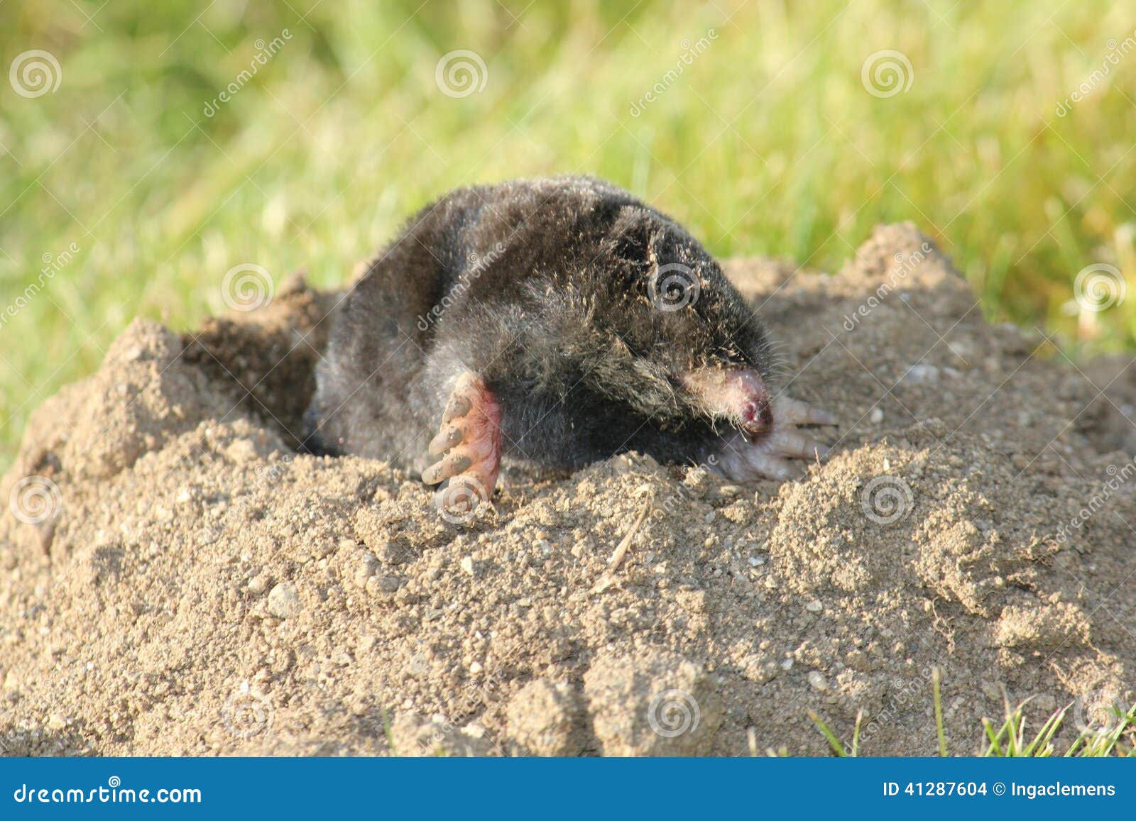 Mole stock photo. Image of green, inaccessible, garden - 41287604