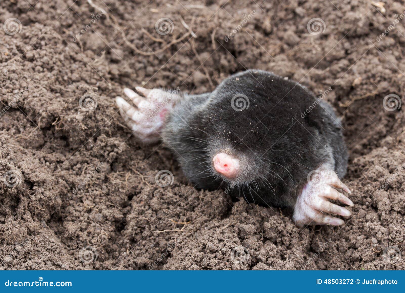 Mole stock photo. Image of mammal, closeup, protection - 48503272