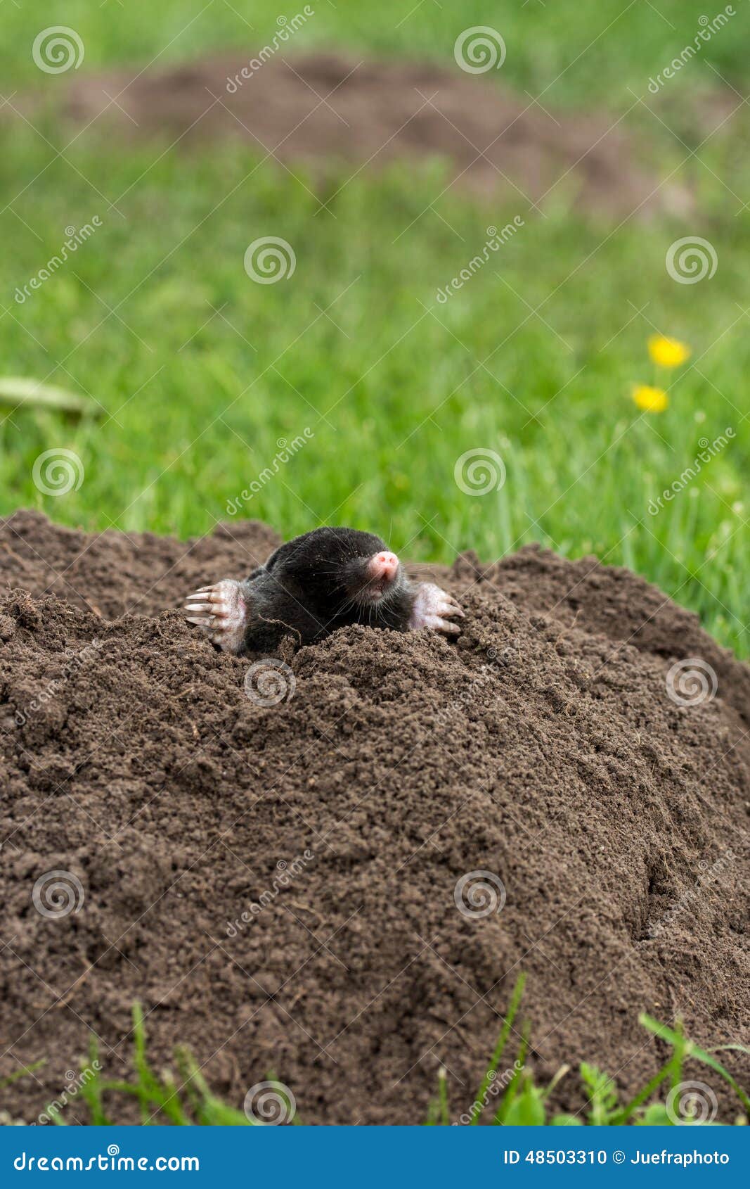 Mole stock photo. Image of insectivore, nature, black - 48503310