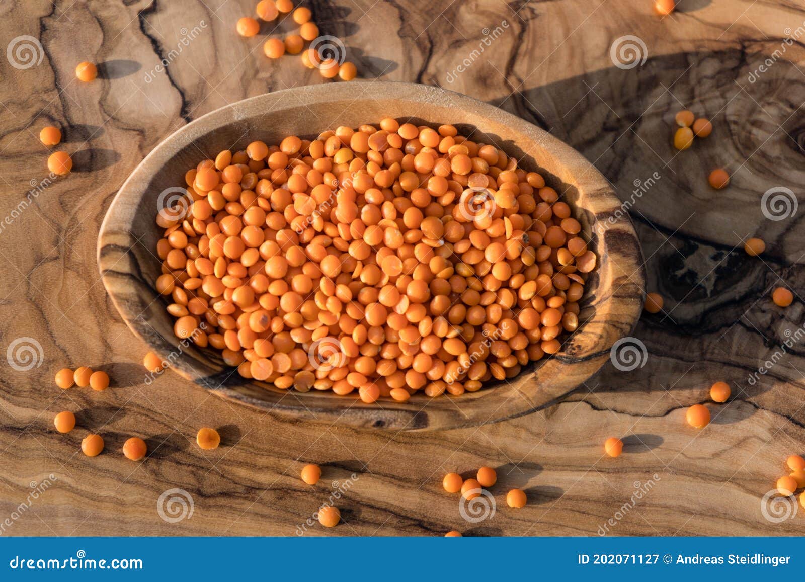 European mole Talpidae stock image. Image of head, house - 202071127