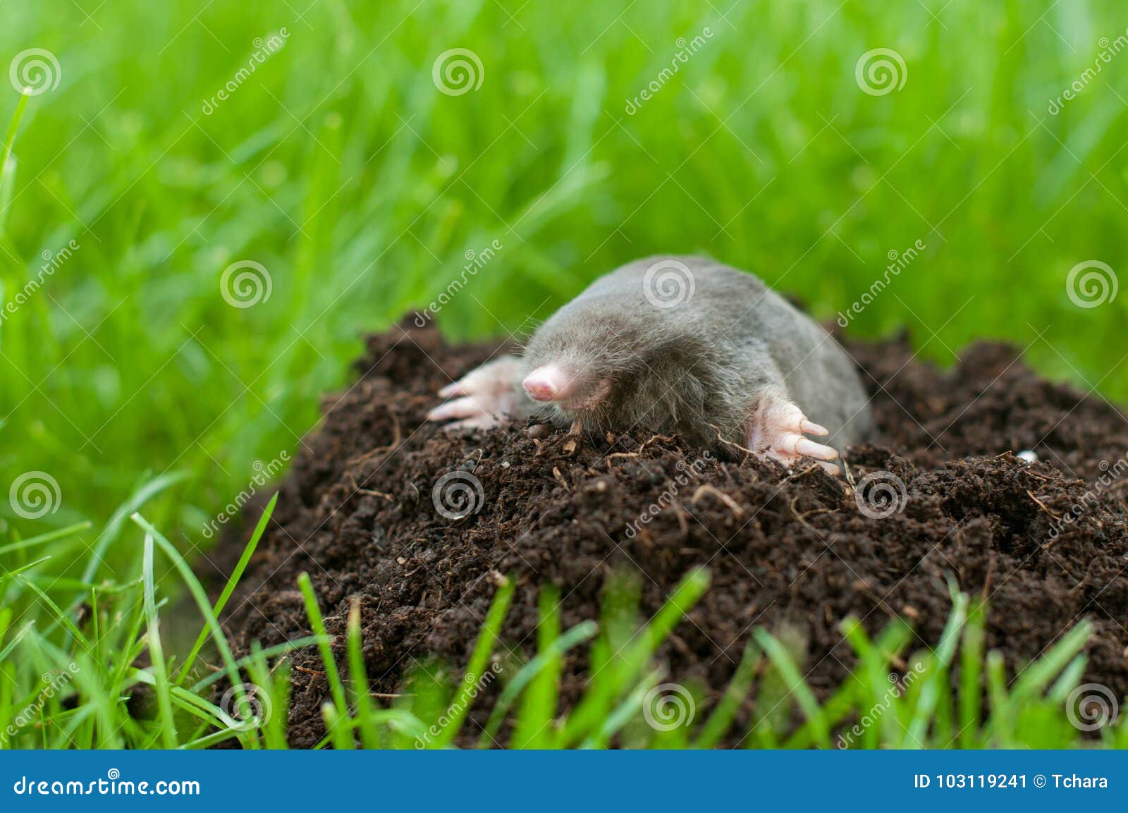 Mole out of grass stock image. Image of european, macro - 103119241