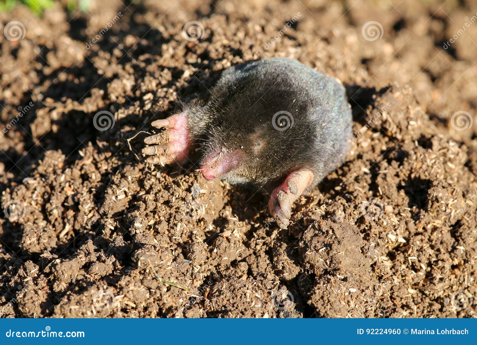 Mole in the garden stock photo. Image of black, claws - 92224960
