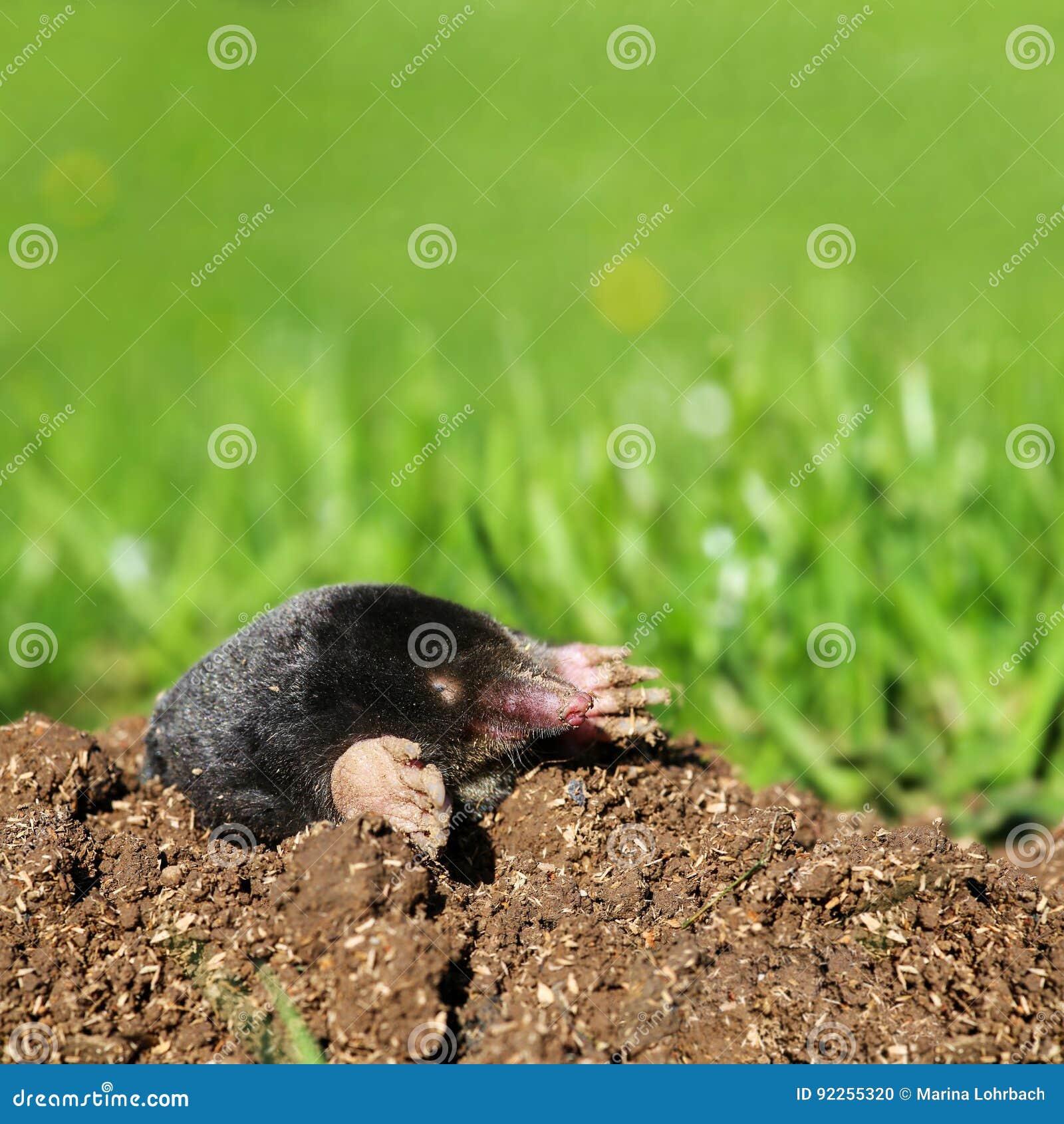 Mole in the garden stock photo. Image of earth, ground - 92255320