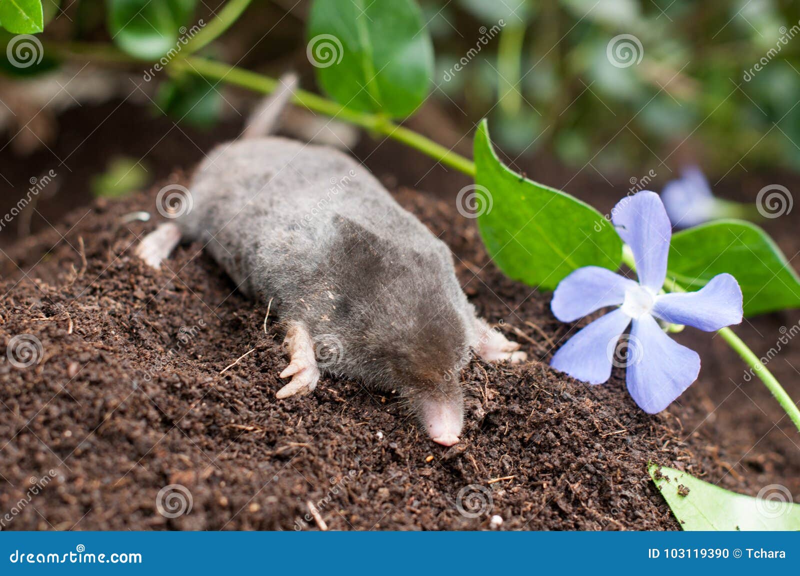 Mole In Garden With House In Background. Mole, Talpa Europaea, Crawling ...