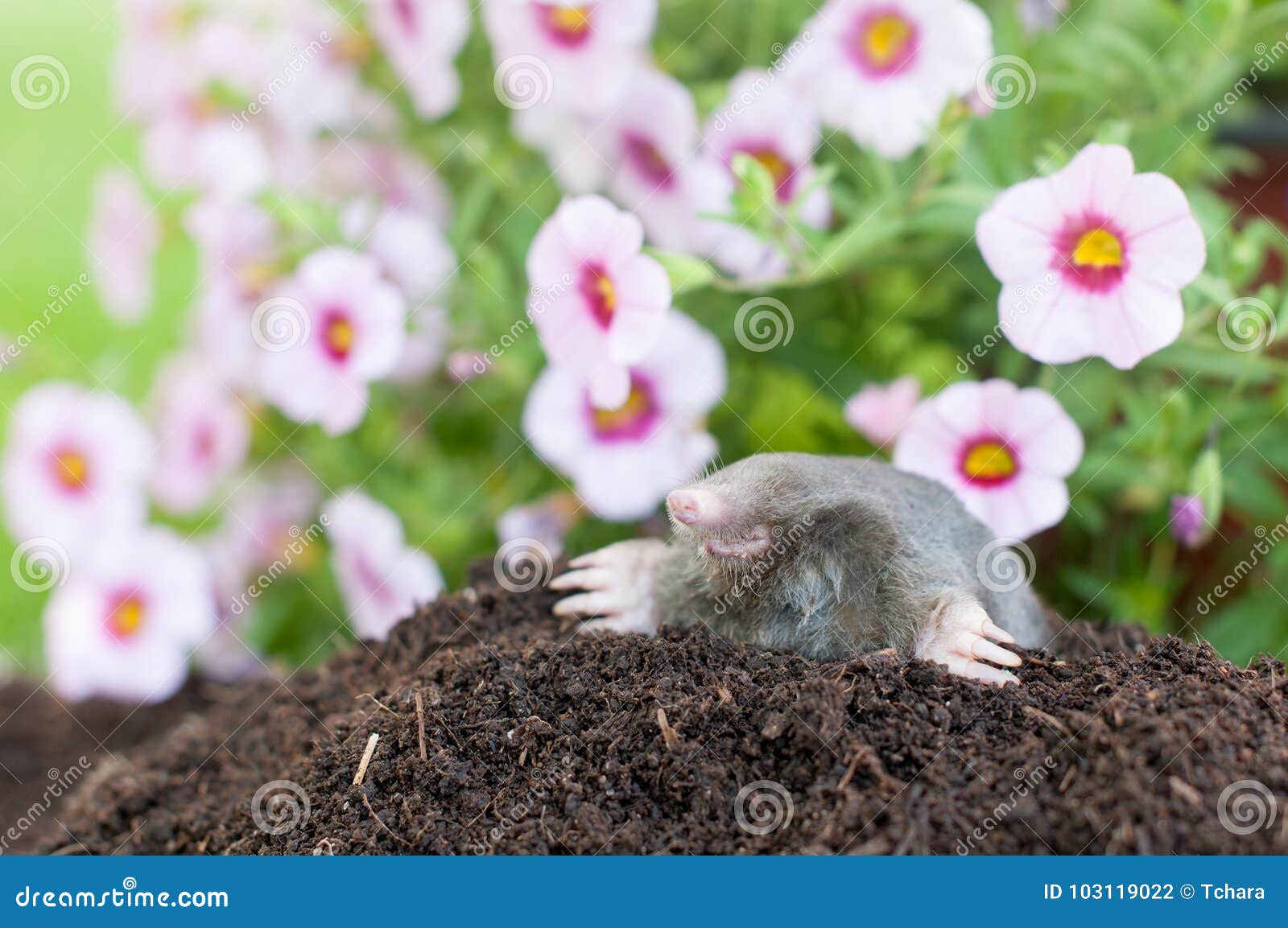 Mole in the garden stock photo. Image of ground, hole - 103119022