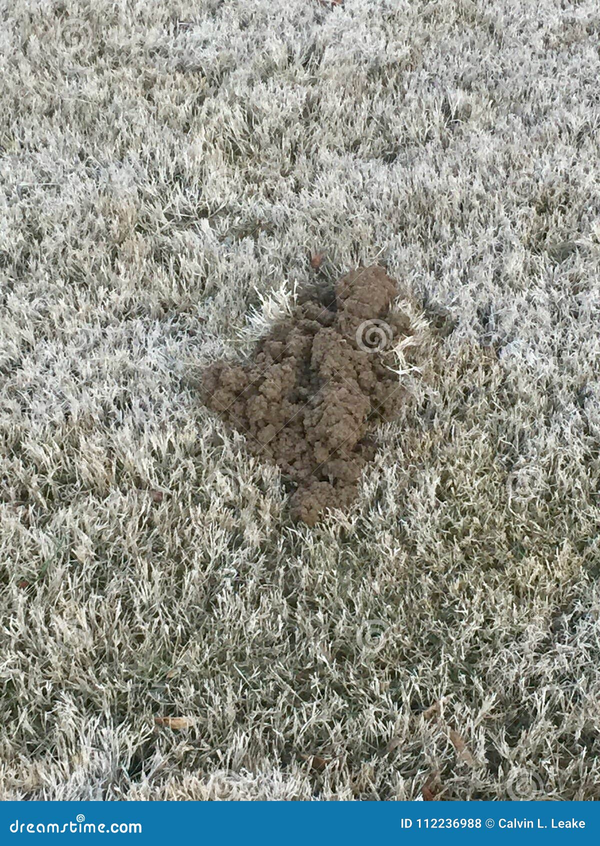 Mole Gopher Hole stock photo. Image of fresh, pesticide - 112236988