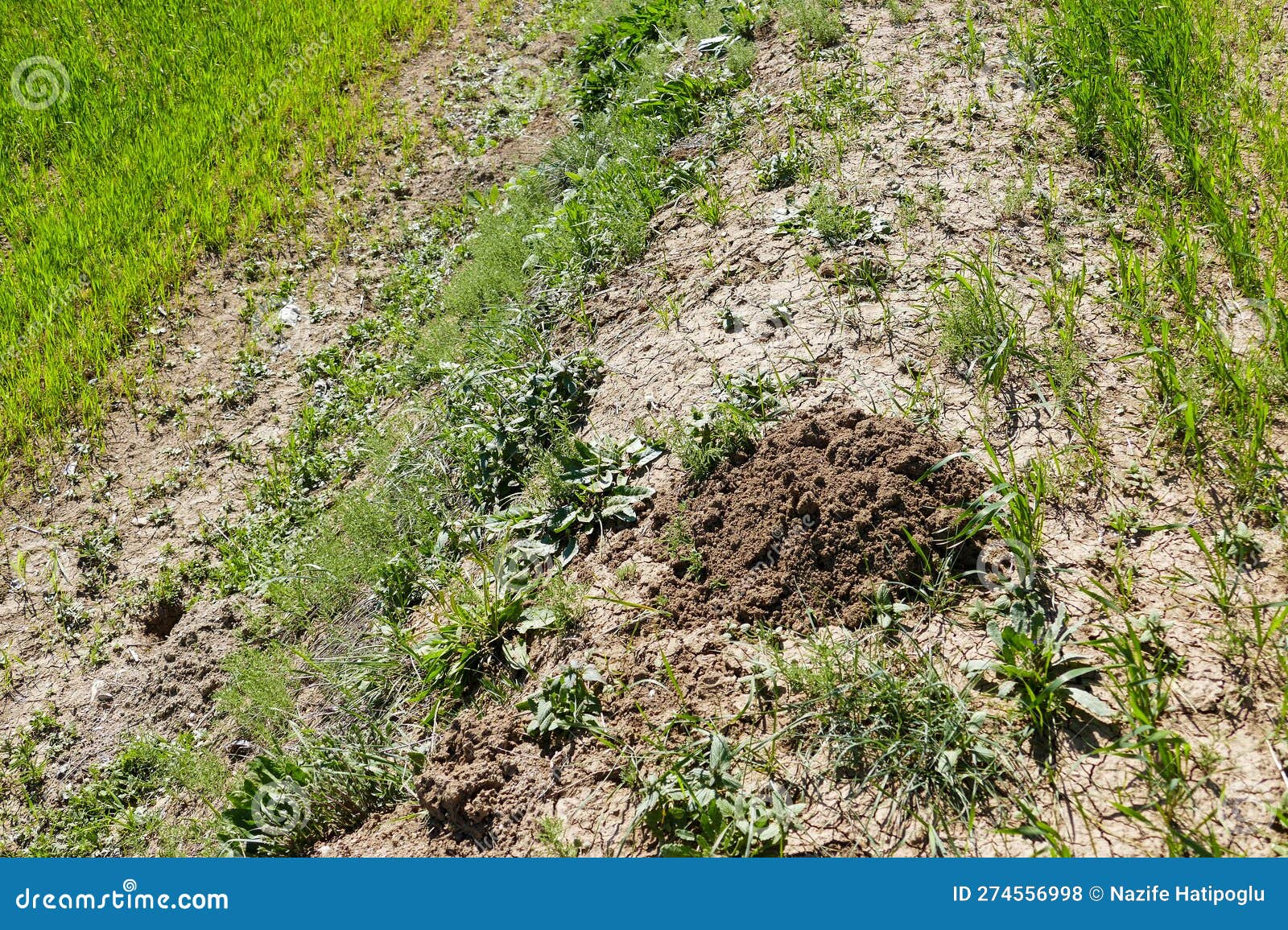 Mole Group in the Field, Mole and Nest from Agricultural Pests, Mole ...