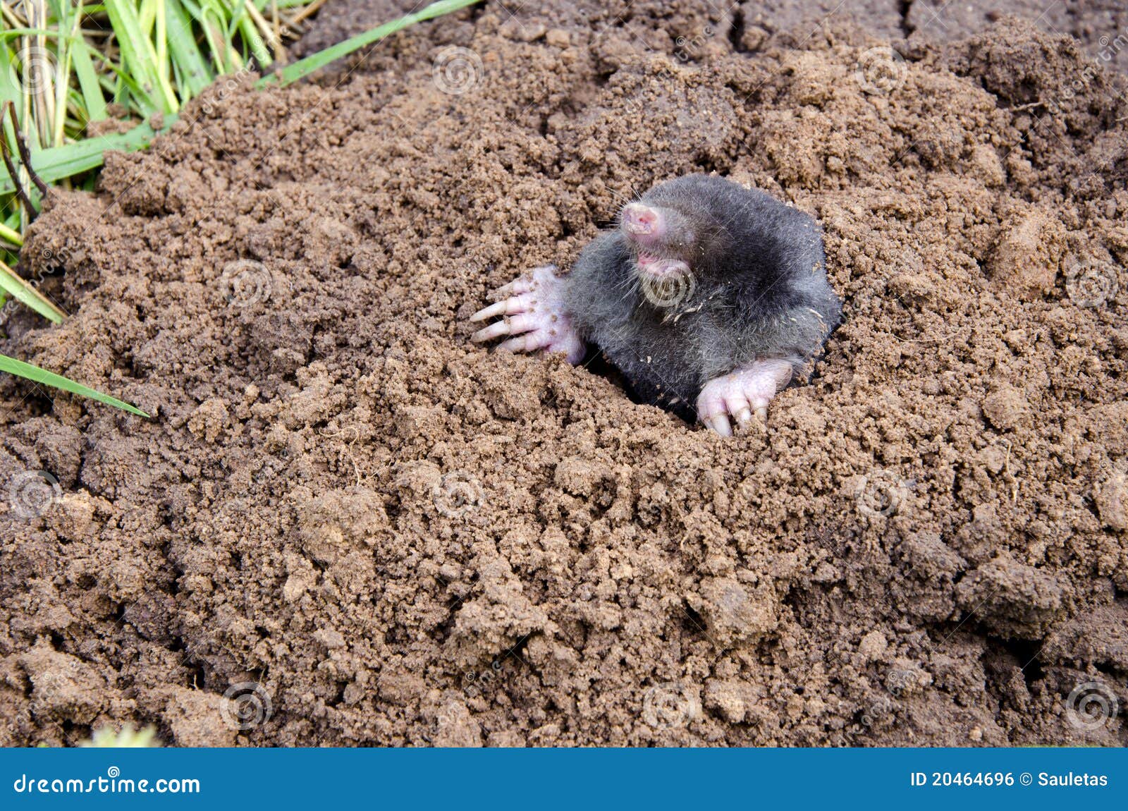 Mole head. stock photo. Image of dead, head, claws, nature - 20464696