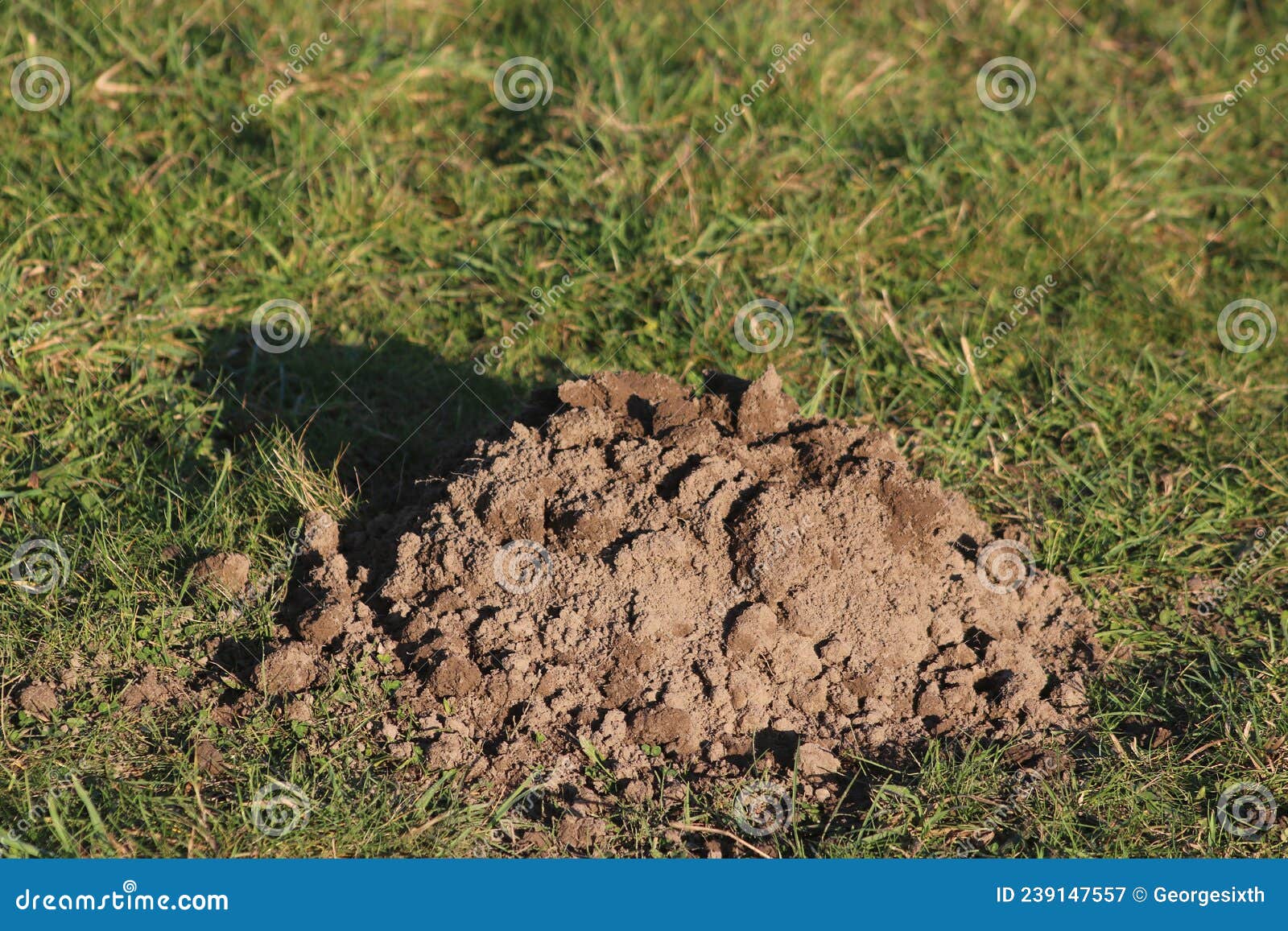 Mole Hill, Earth Mound on Top of Grass Stock Image - Image of field ...