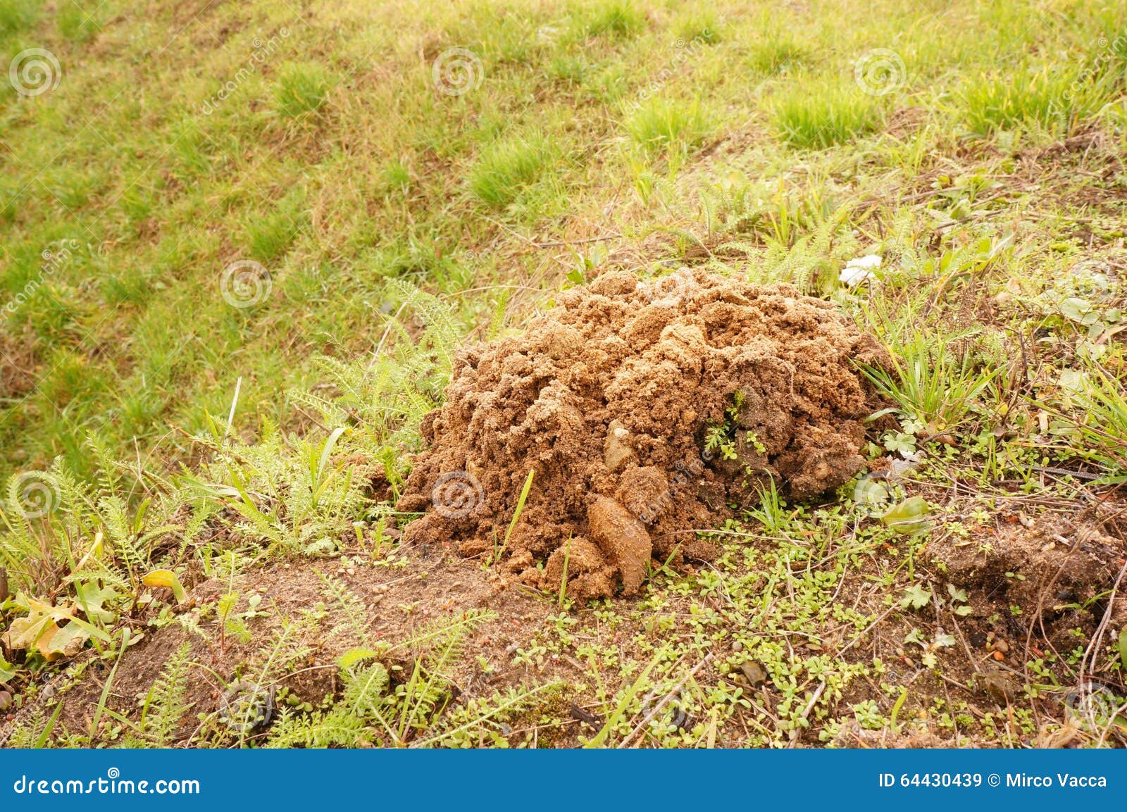 Mole hill stock image. Image of plants, vegetation, weeds - 64430439