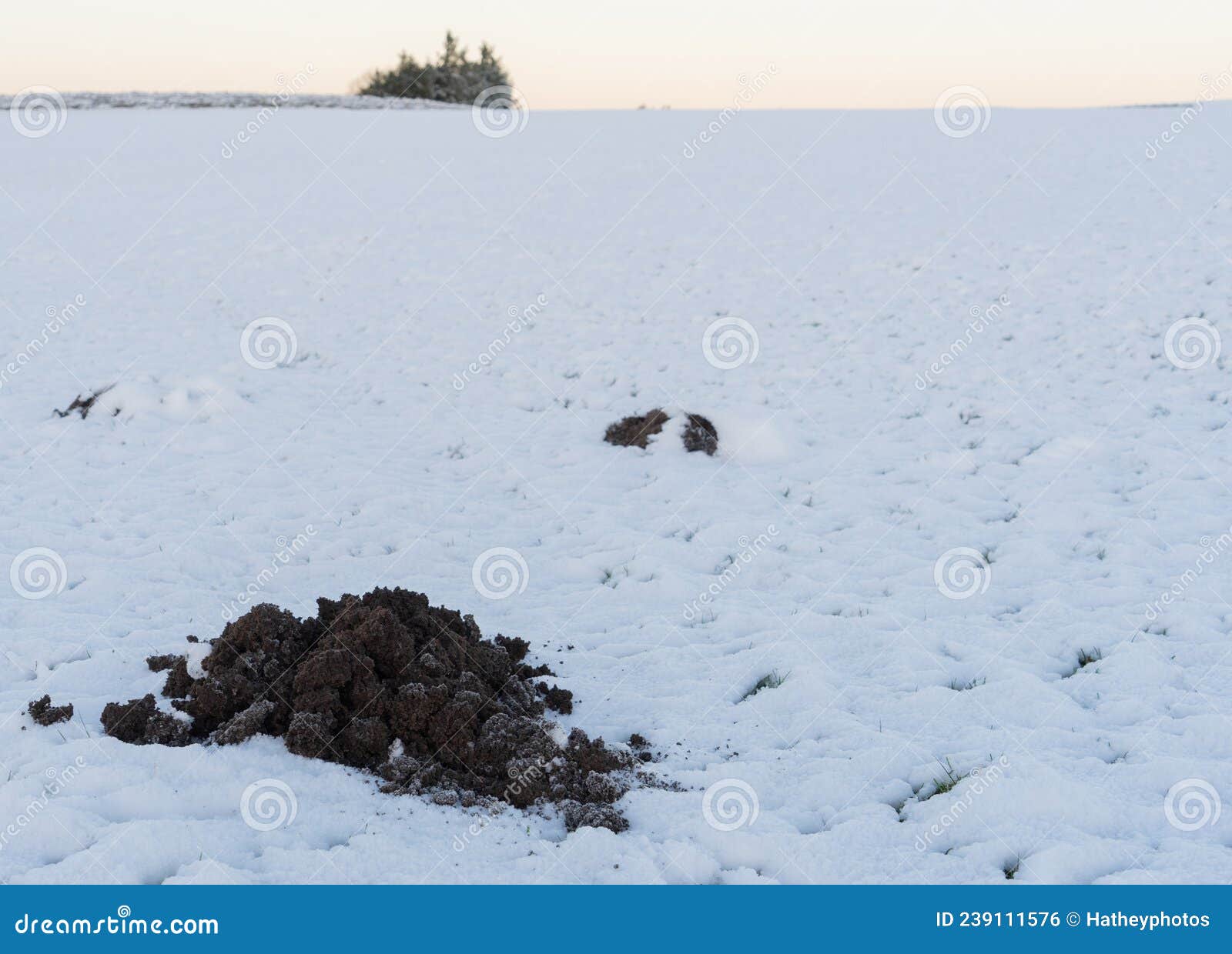 Mole Hill in a Snow Covered Field Stock Photo - Image of earth, soil ...