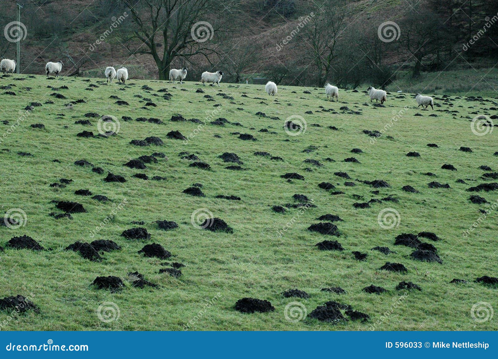 Mole hills stock image. Image of mammals, moles, hills - 596033