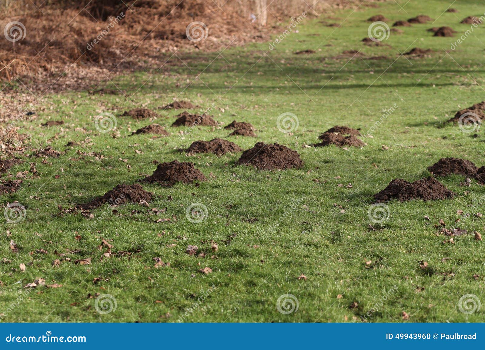 Mole hills in field. stock photo. Image of mole, safe - 49943960
