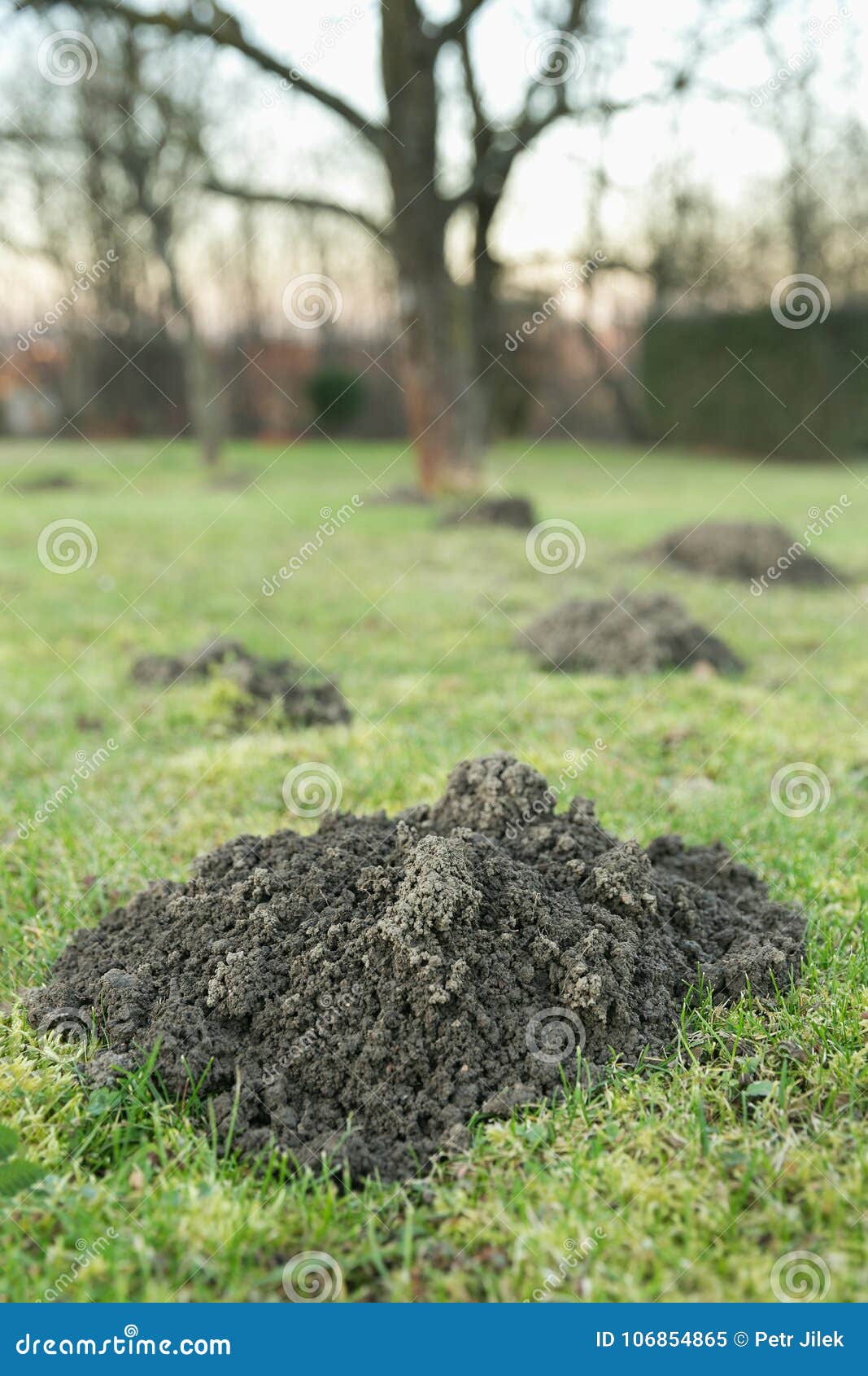 Mole In Garden With House In Background. Mole, Talpa Europaea, Crawling ...
