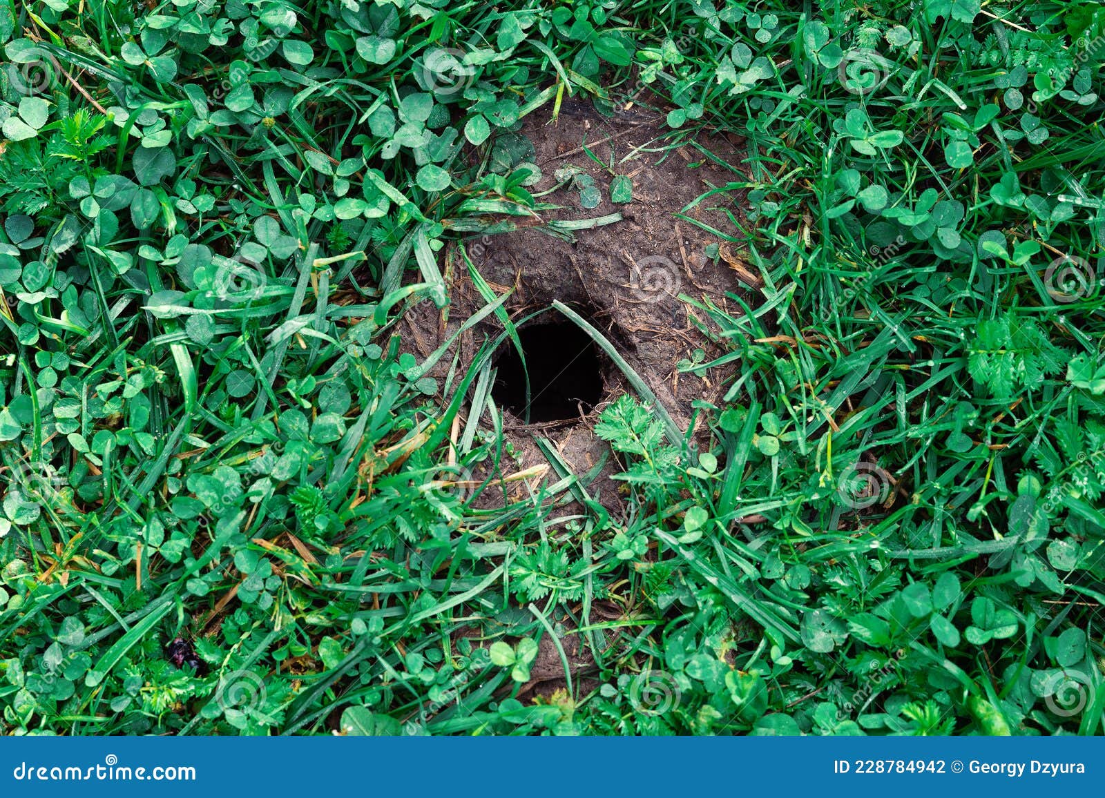 Mole Hole in the Ground Covered with Grass Stock Photo - Image of ...