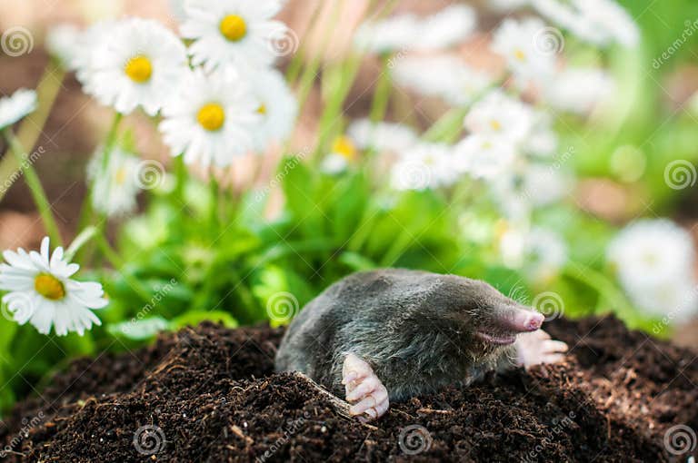 Mole in the hole stock image. Image of animal, mole, muzzle - 40521011
