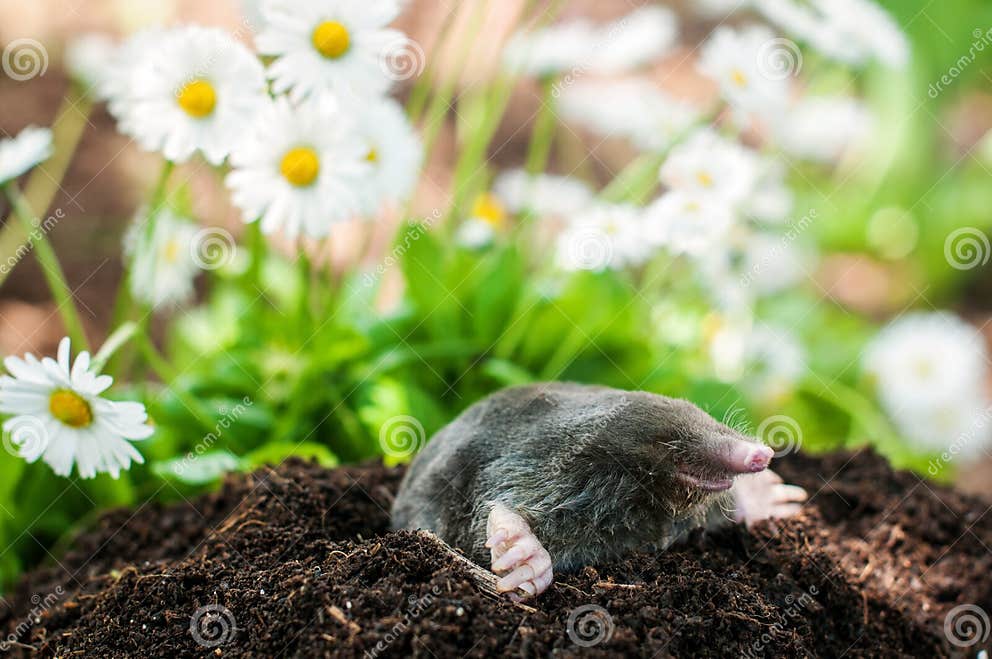 Mole in the hole stock image. Image of animal, mole, muzzle - 40521011