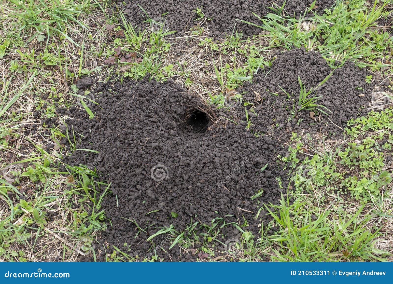 Mole Hole. a Pile of Earth Dug by a Mole Stock Image - Image of garden ...