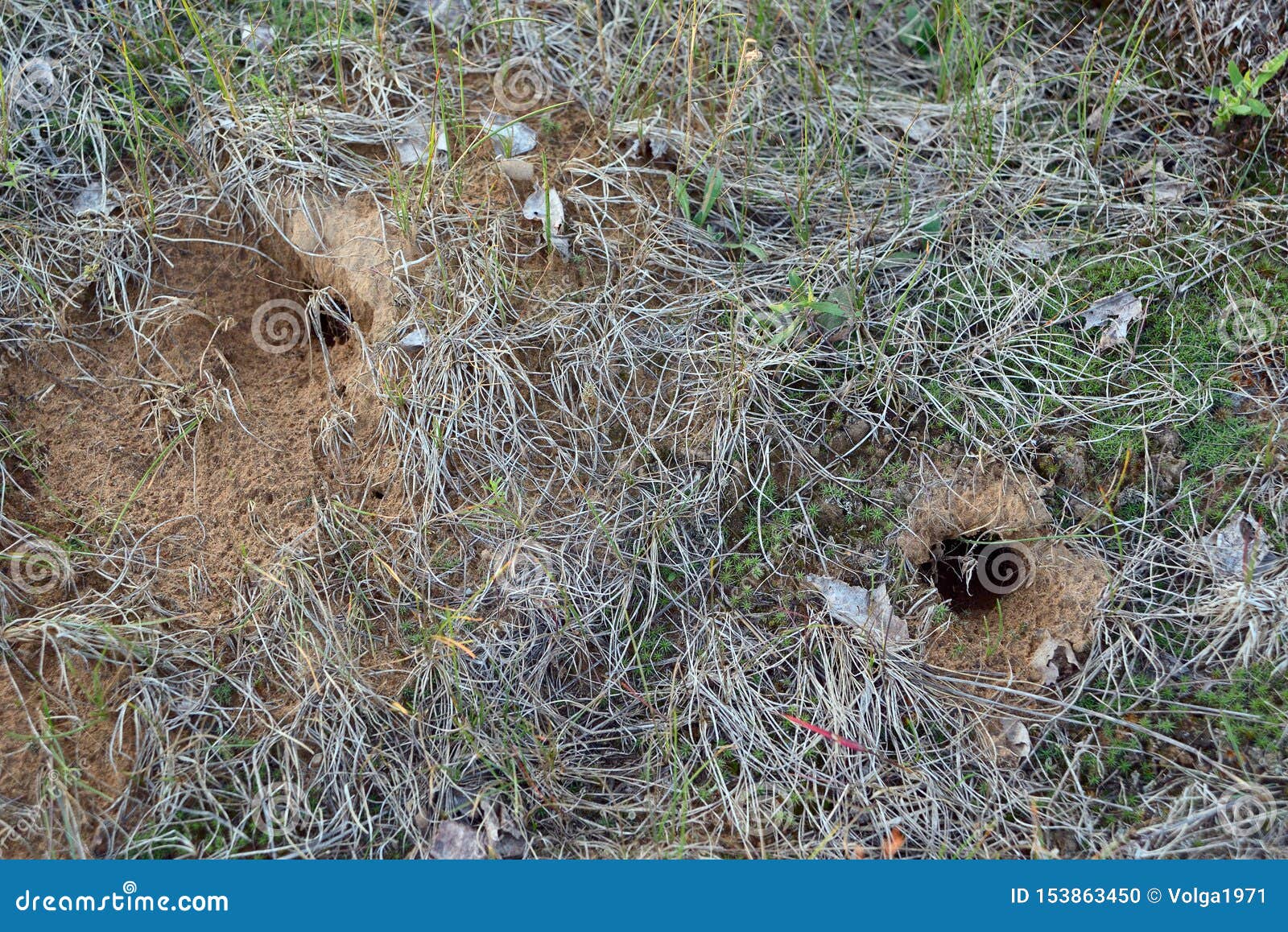 Mole holes stock photo. Image of cave, forest, send - 153863450