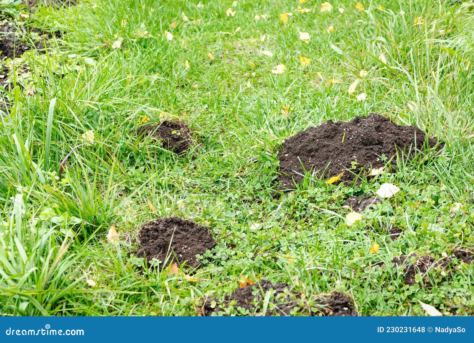 Moles And Soil Pictures Suitable For Advertising And Logo Construction ...