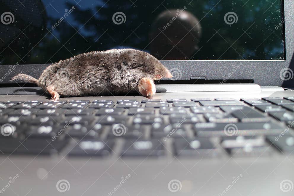 Mole on keyboard of laptop stock image. Image of display - 95378055
