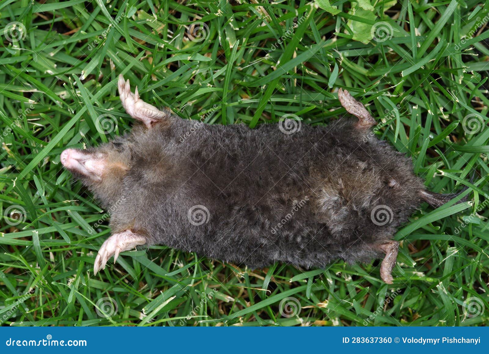 A Mole Lies in the Grass on Its Back Stock Photo - Image of boar, brown ...