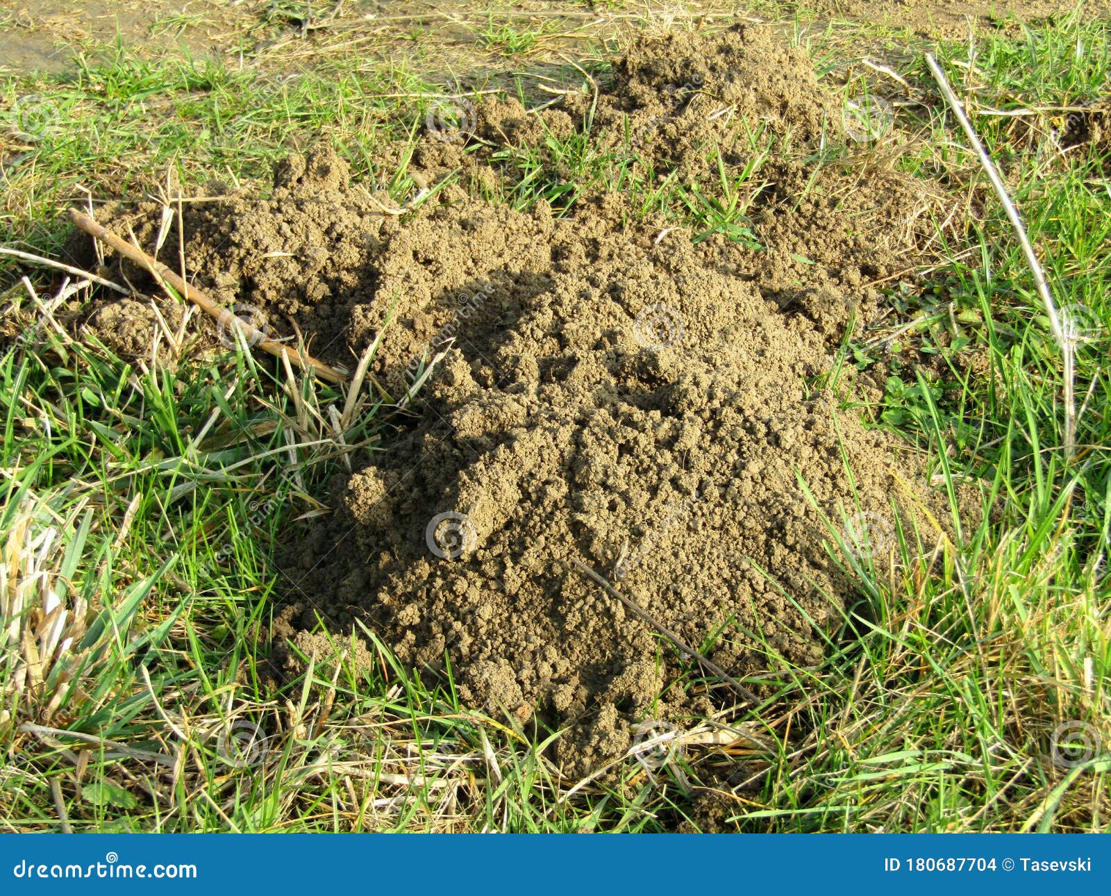 A mole in the meadow stock photo. Image of garden, environment - 180687704