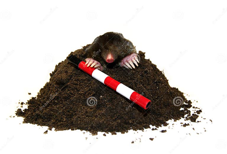 Mole in a molehill stock image. Image of moles, blind - 23368181