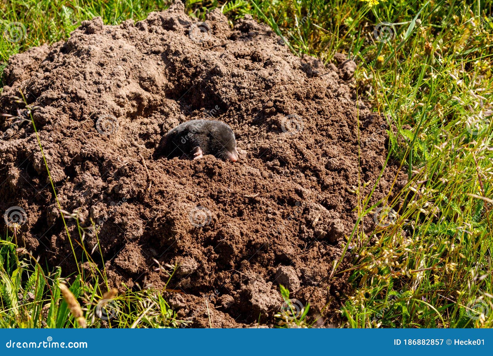 Mole at a Molehill stock image. Image of wildlife, nature - 186882857
