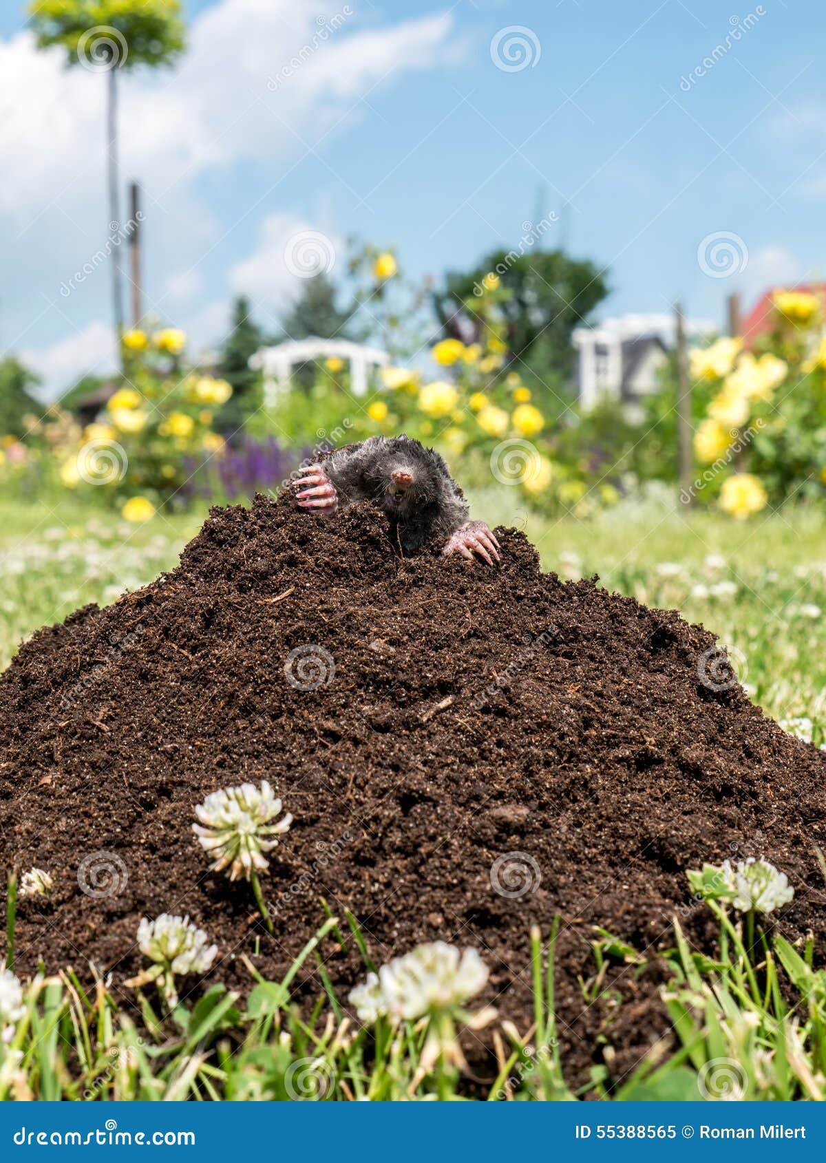 Mole in molehill stock image. Image of farm, flora, dwelling - 55388565